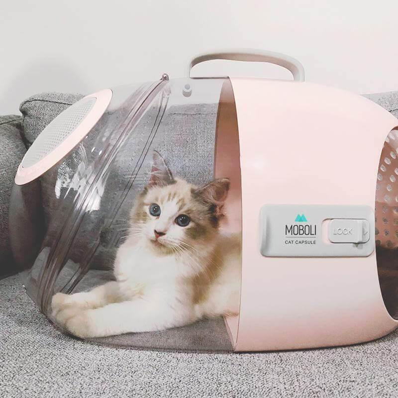 Traveling with Your Pet: Essential Products and Tips for Safe and ...