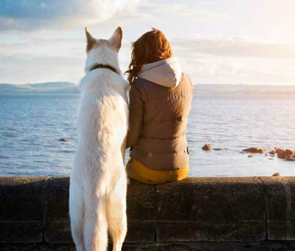 The Human-Animal Bond: Exploring the Psychological and Physical Health ...