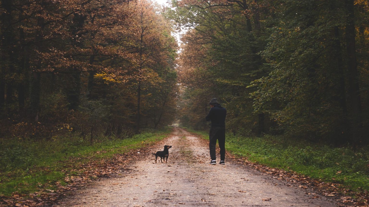 The Human-Animal Bond: Exploring the Psychological and Physical Health ...