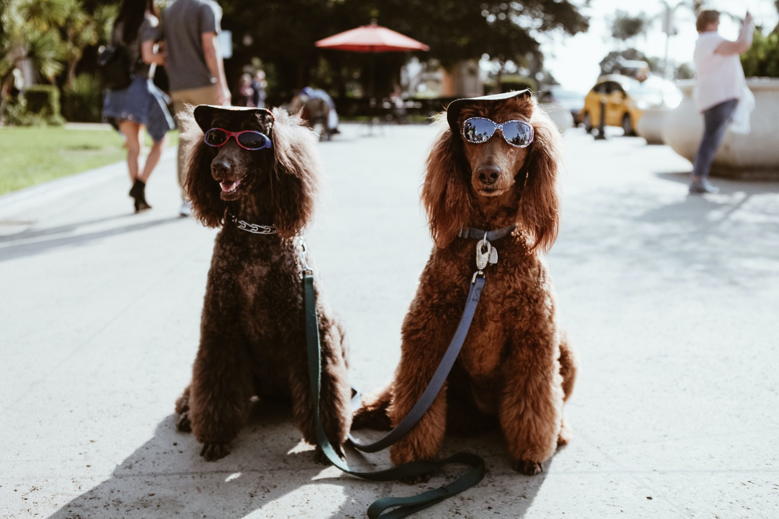 40 Cool Pet Accessories | Mavigadget - Blog
